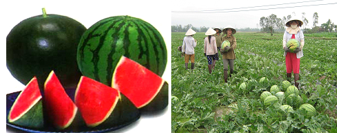 Culture de Pasteque - Horizon Vietnam Travel